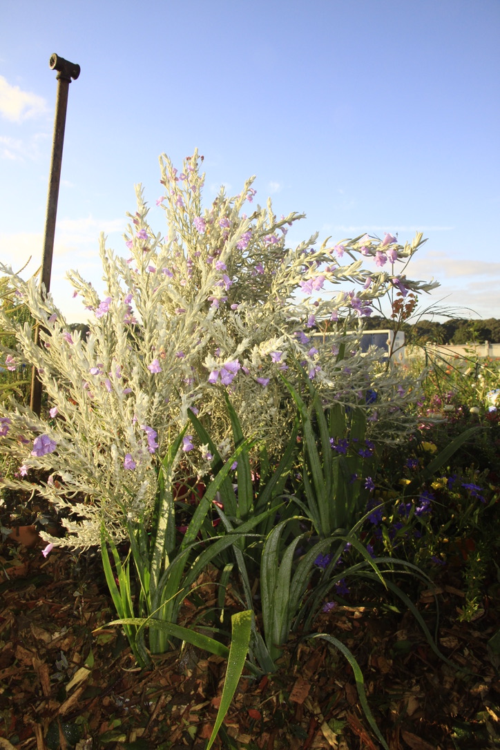 Australian Garden Show – Cicada Creations